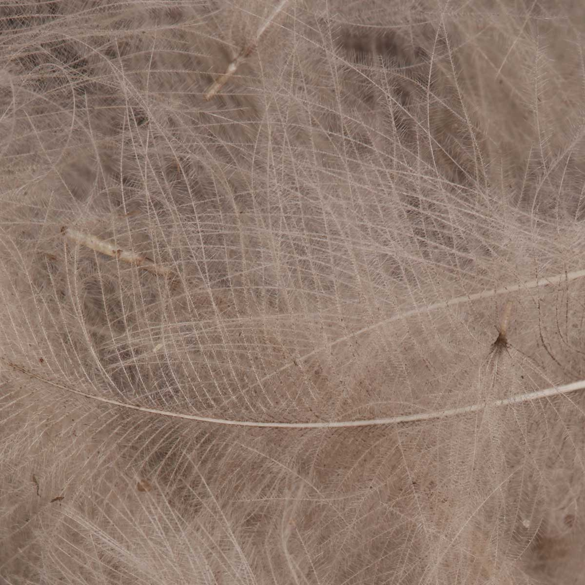 FFGene CDC Oxyd Jambo Pack - 1 gr Very Light brown | Fly Tying ...