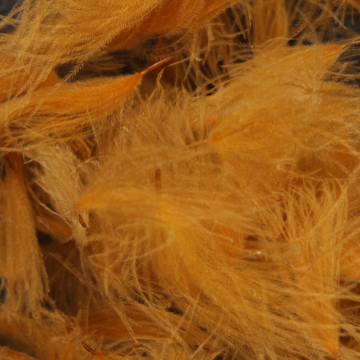 Wapsi CDC Puffs Wood Duck | Fly Tying \ Feathers \ CDC | Taimen