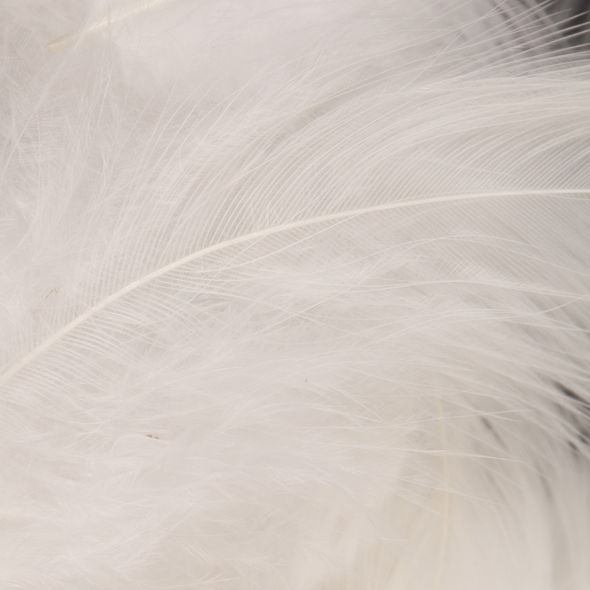 Wapsi White Matuka Soft Hackle White | Fly Tying \ Feathers \ Feathers ...